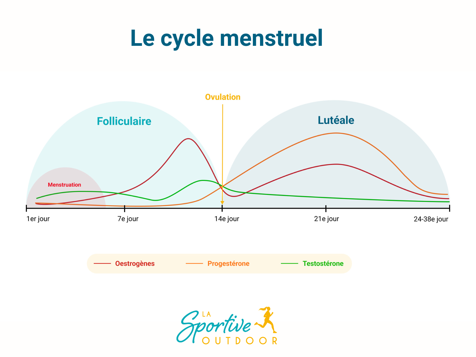 Understanding the menstrual cycle