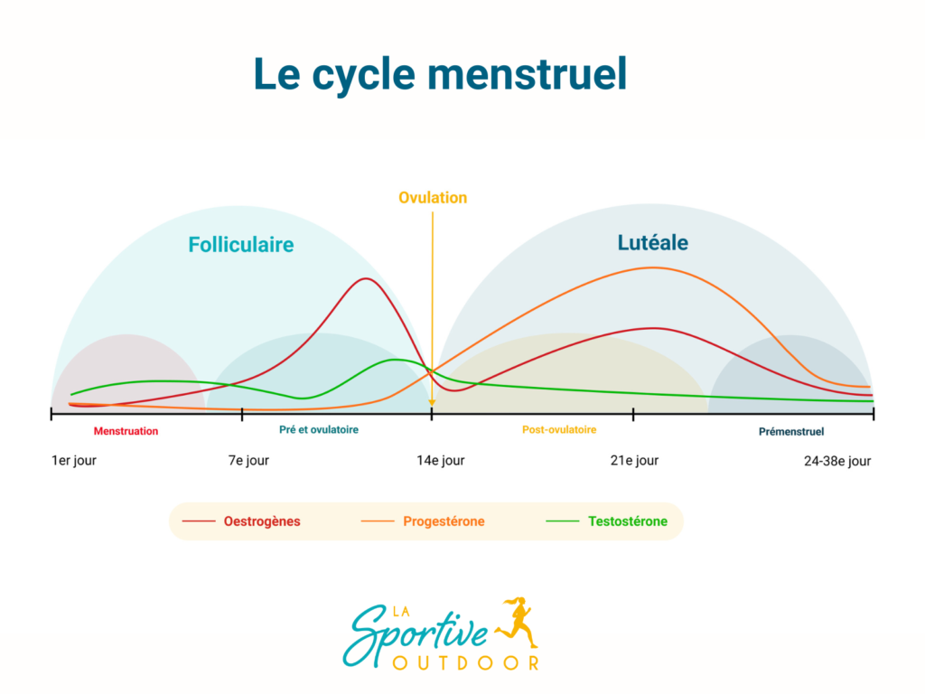 Understanding the menstrual cycle